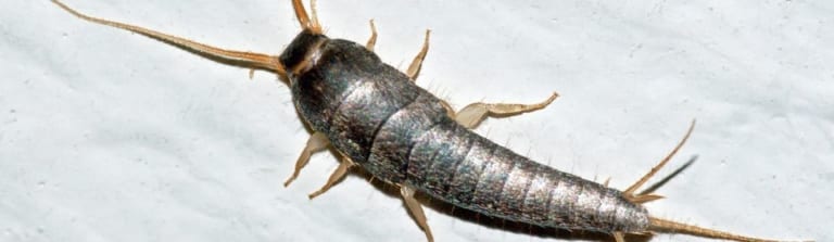 Zilvervisjes bestrijden Utrecht | Snelle bestrijding van zilvervisjes